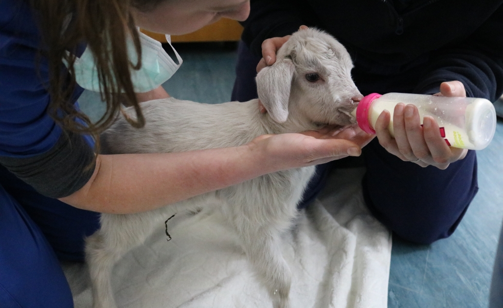 Careers | RSPCA ACT