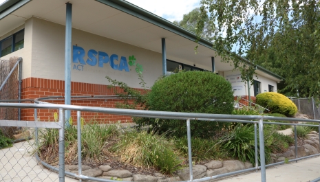 Become a volunteer | RSPCA ACT