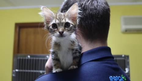 Wildlife | RSPCA ACT
