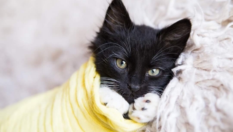 Become a volunteer | RSPCA ACT