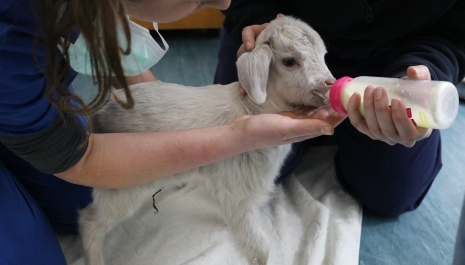 Join Our Team | RSPCA ACT