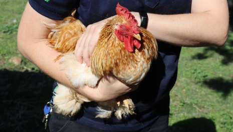 Adoptions | RSPCA ACT